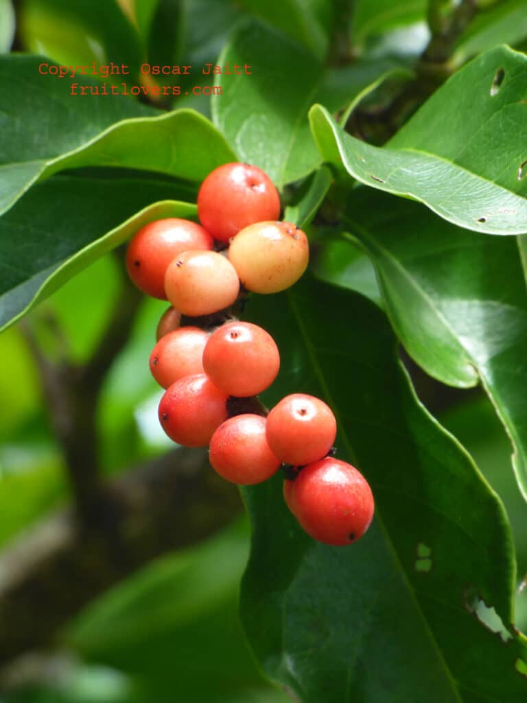 Bignay (Antidesma bunius) – Tropical Fruit Tree with Edible Berries