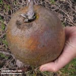 Seeds - Fruit Lover's Seed Company