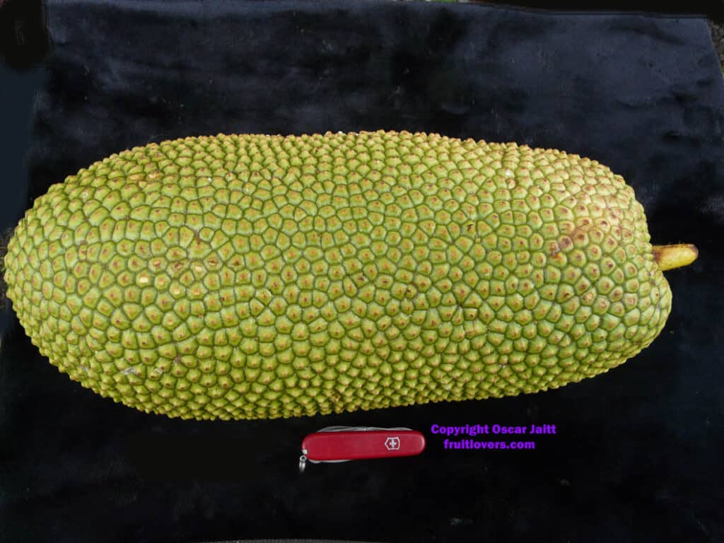 CHEMPEDAK (Artocarpus integer) - Fruit Lover's Seed Company