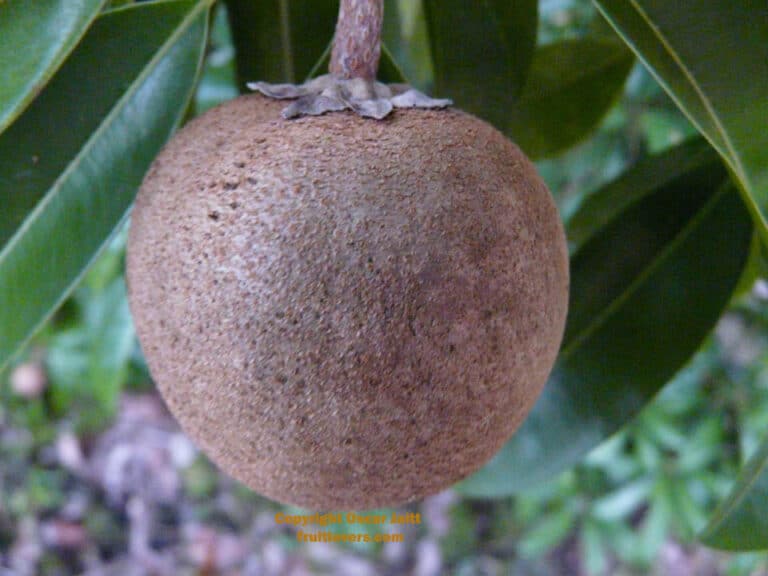 Chico Sapodilla (Manilkara zapota) - Fruit Lover's Seed Company