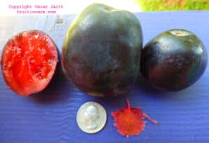 DAVIDSON PLUM (Davidsonia pruriens ) - Fruit Lover's Seed Company