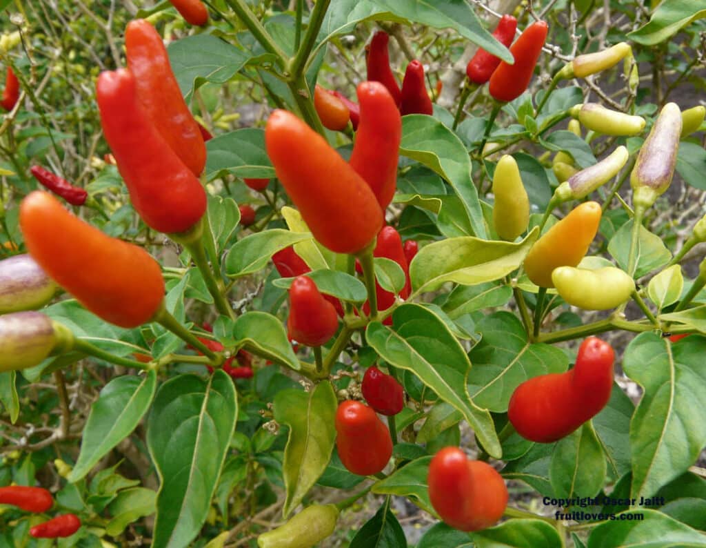 Hawaiian Chili Pepper Tree (Capsicum annum ) - Fruit Lover's Seed Company