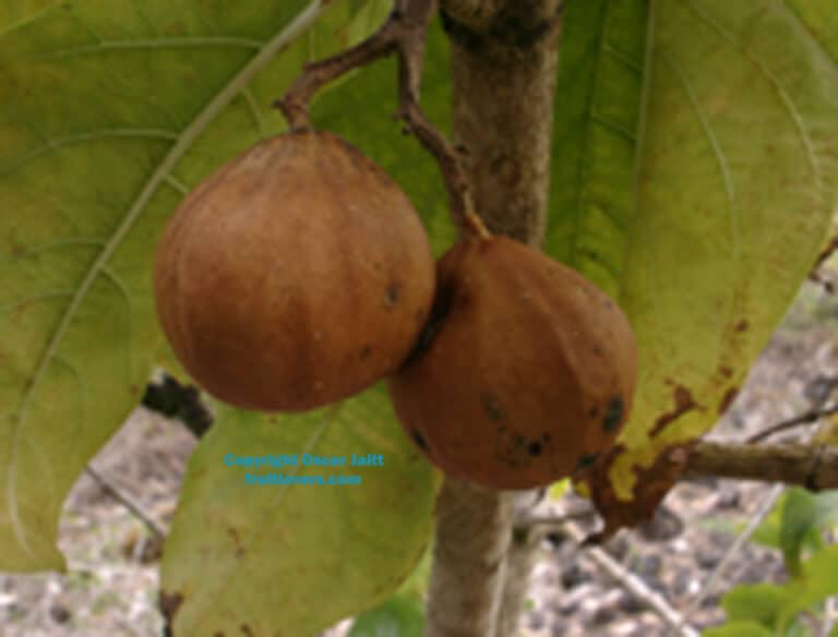 Spanish Tamarind (Vangueria edulis) - Fruit Lover's Seed Company