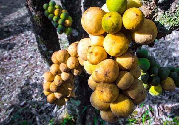 Home - Fruit Lover's Seed Company